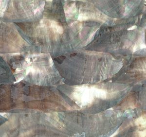 Natural Shell Laminate Veneers – ShellShock Designs