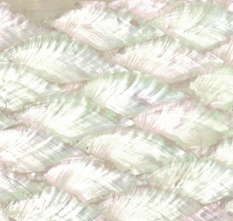 Natural Shell Laminate Veneers – ShellShock Designs