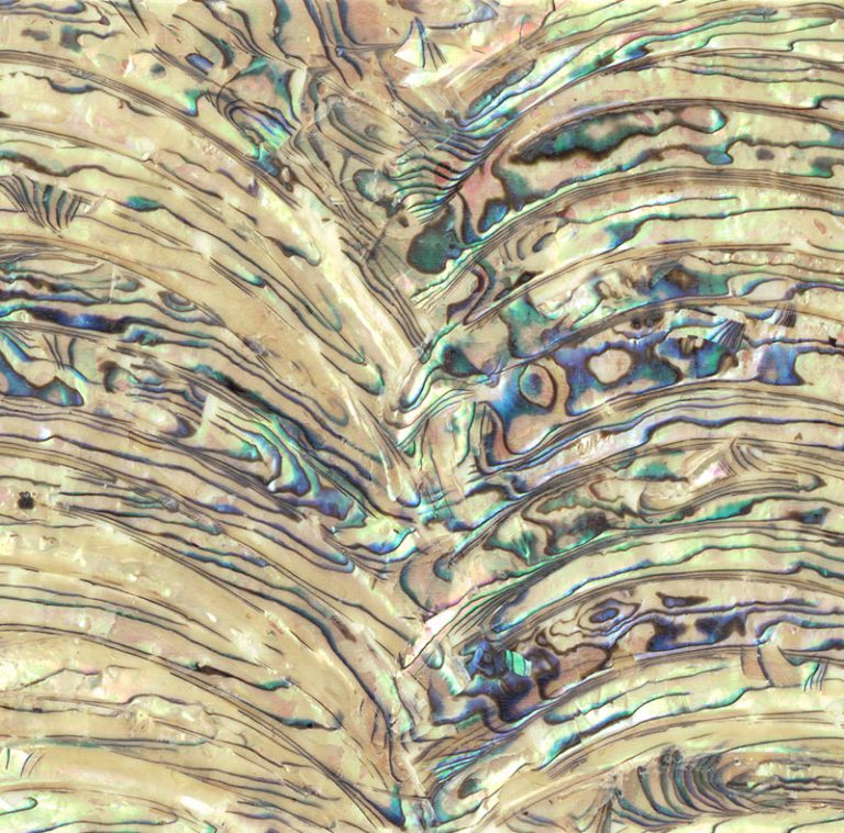 Natural Shell Laminate Veneers – ShellShock Designs