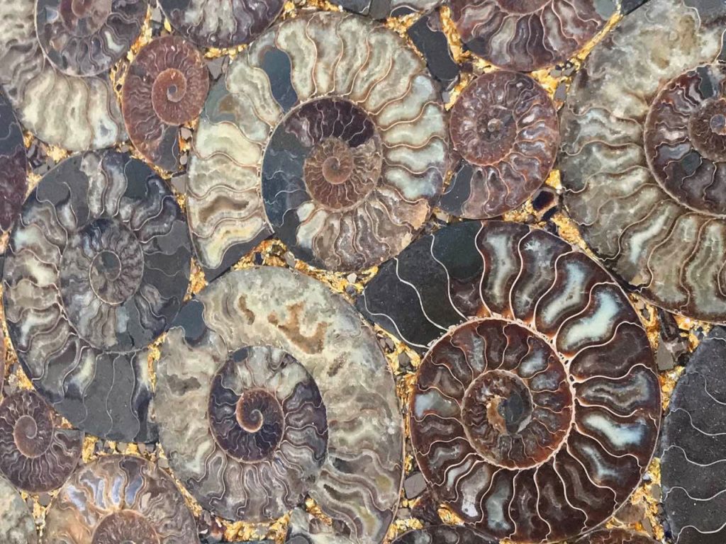 Conch Shell Fossil with Gold Foil – ShellShock Designs